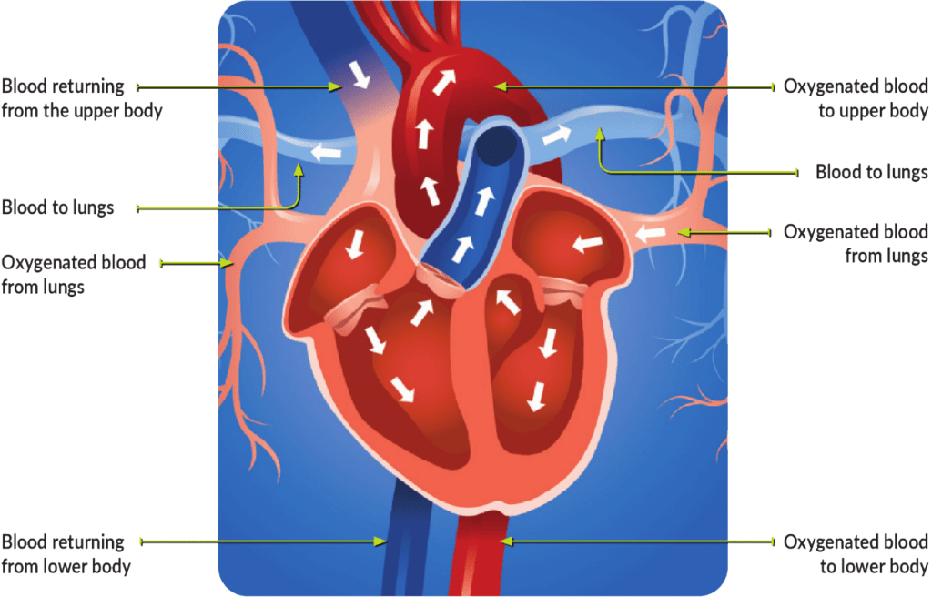 The circulatory system – E-Learning