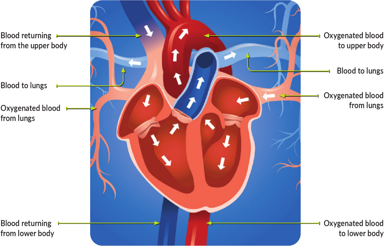 The circulatory system – E-Learning